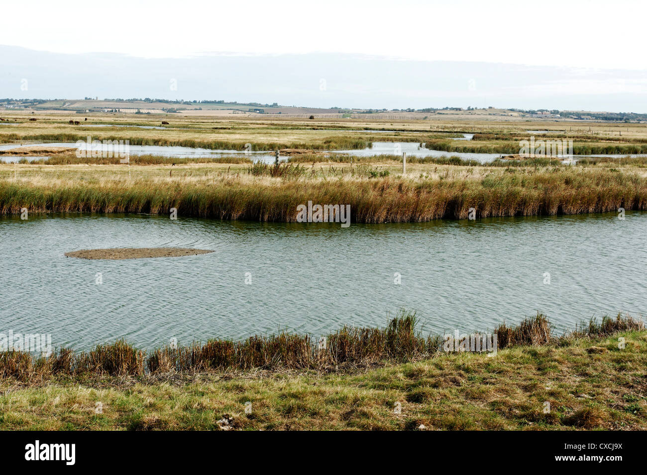 Elmley RSPB Reserve, Kent, from South Fleet Hide, September 2012 Stock ...