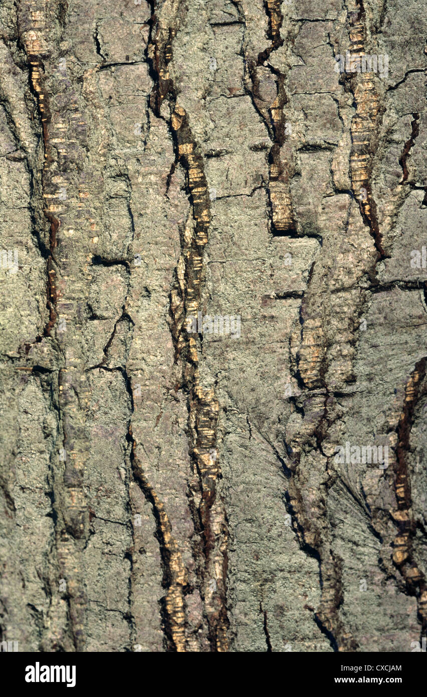 Rauli Nothofagus procera (Fagaceae Stock Photo - Alamy