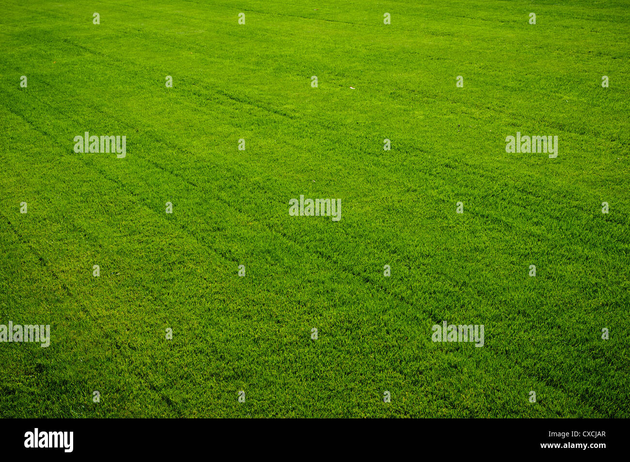 Striped green grass texture with perspective view Stock Photo - Alamy