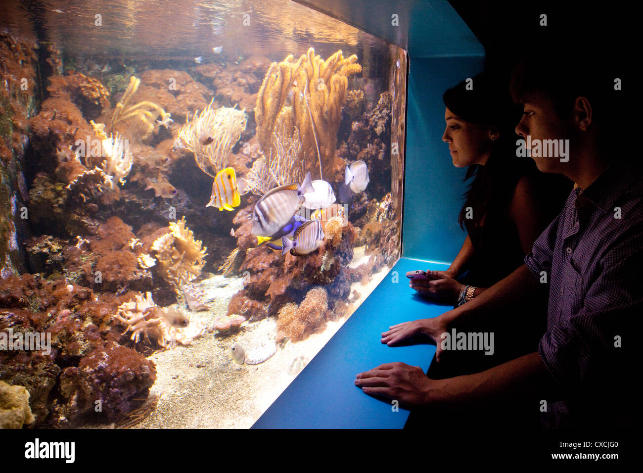 Sea life london aquarium hi-res stock photography and images - Alamy