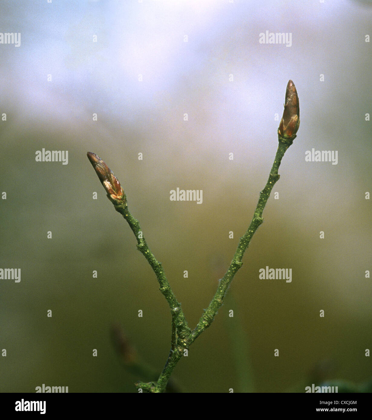 Nothofagus procera hi-res stock photography and images - Alamy