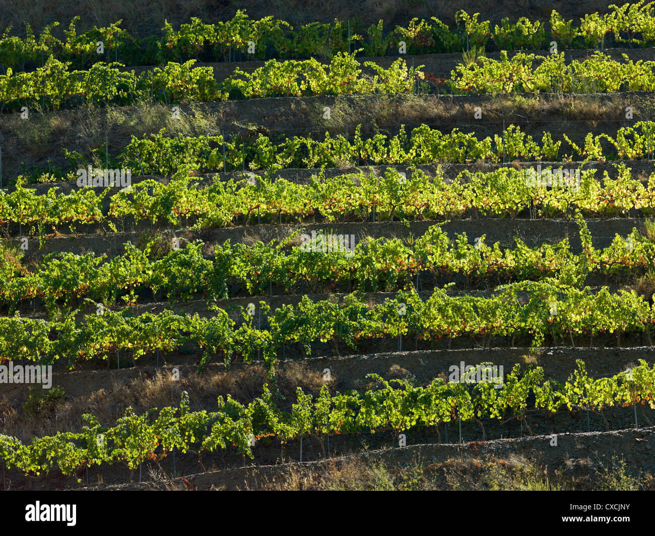Priorat Vineyards High Resolution Stock Photography and Images - Alamy