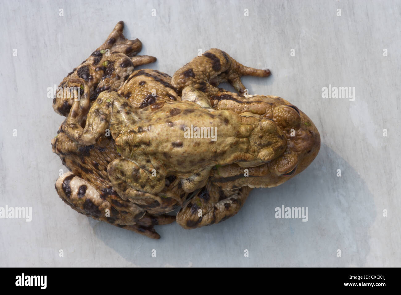 Reproduction of common toads hi-res stock photography and images - Alamy