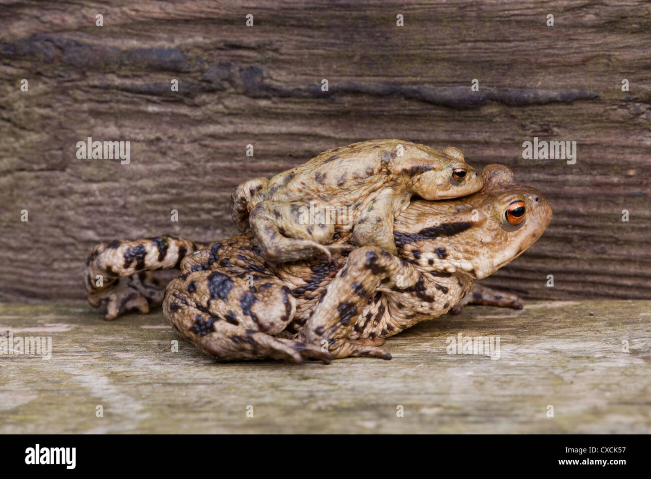 Toads mating in water hi-res stock photography and images - Alamy