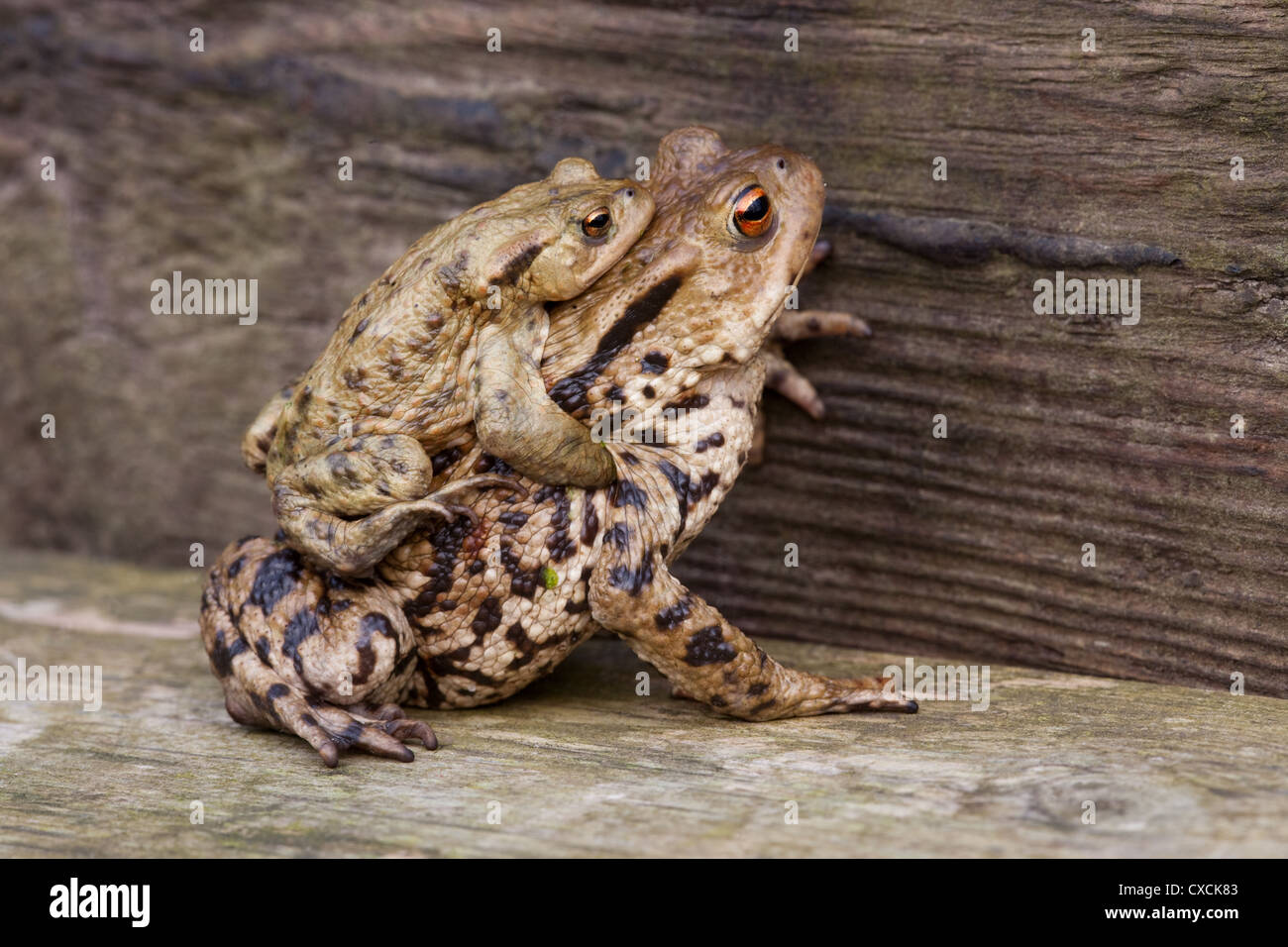 Male toads in water hi-res stock photography and images - Alamy