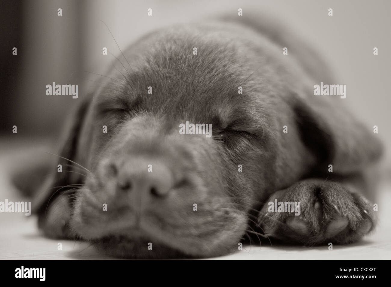 10 week old baby hi-res stock photography and images - Alamy