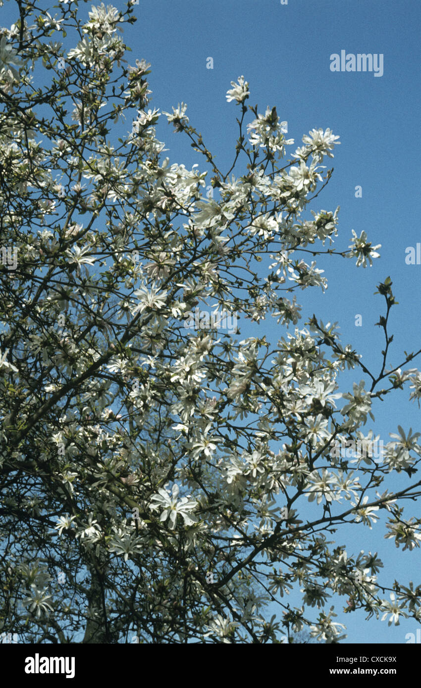 Star Magnolia Magnolia stellata (Magnoliaceae Stock Photo - Alamy