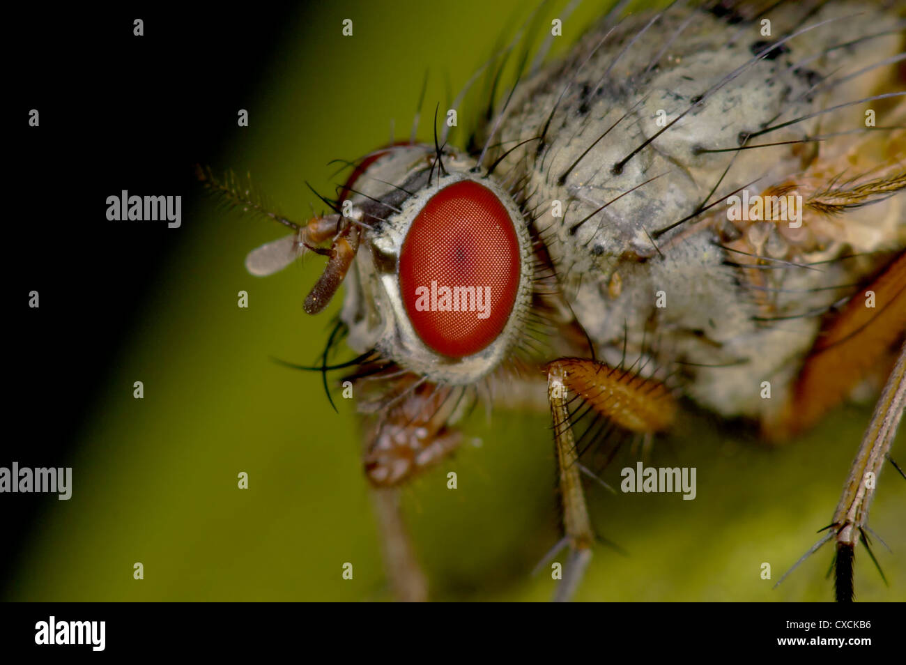 Up dirty disgusting disease pest fairburn hi-res stock photography and ...