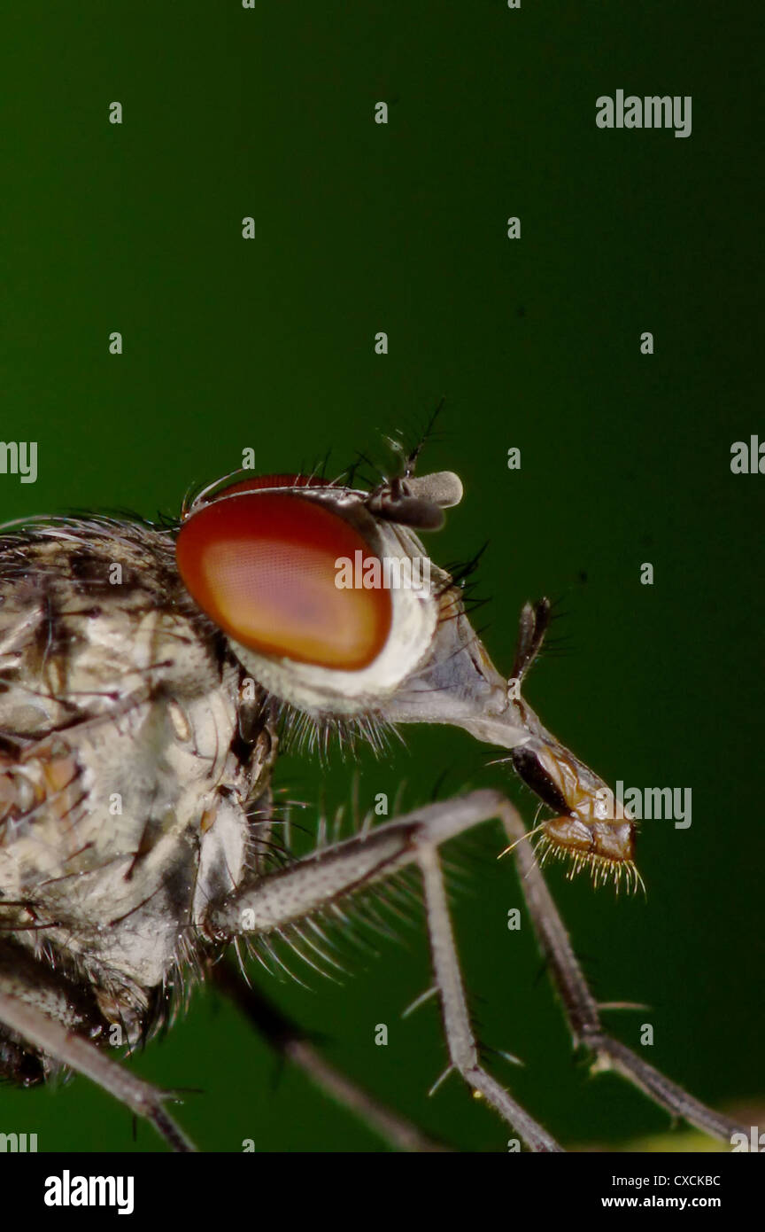 Up dirty disgusting disease pest fairburn hi-res stock photography and ...