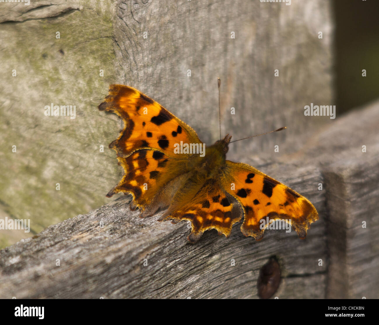 Comma yorkshire hi-res stock photography and images - Alamy