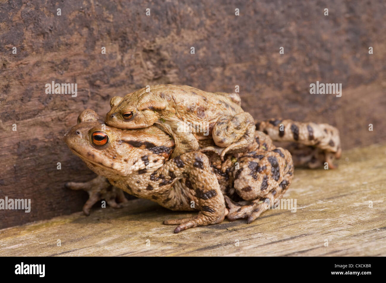 Toads mating in water hi-res stock photography and images - Alamy