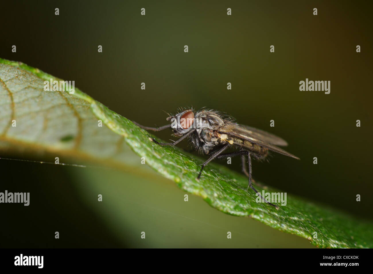 Up dirty disgusting disease pest fairburn hi-res stock photography and ...