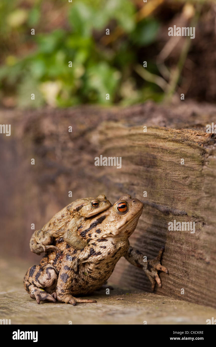 Toads mating in water hi-res stock photography and images - Alamy