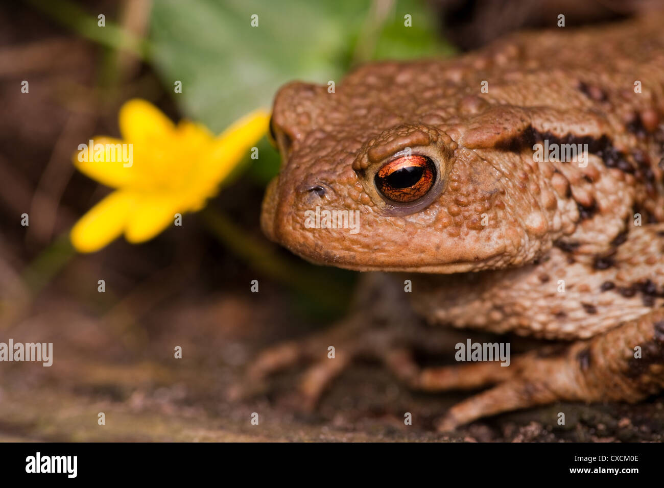 Common Toad (Bufo bufo). Portrait Stock Photo - Alamy