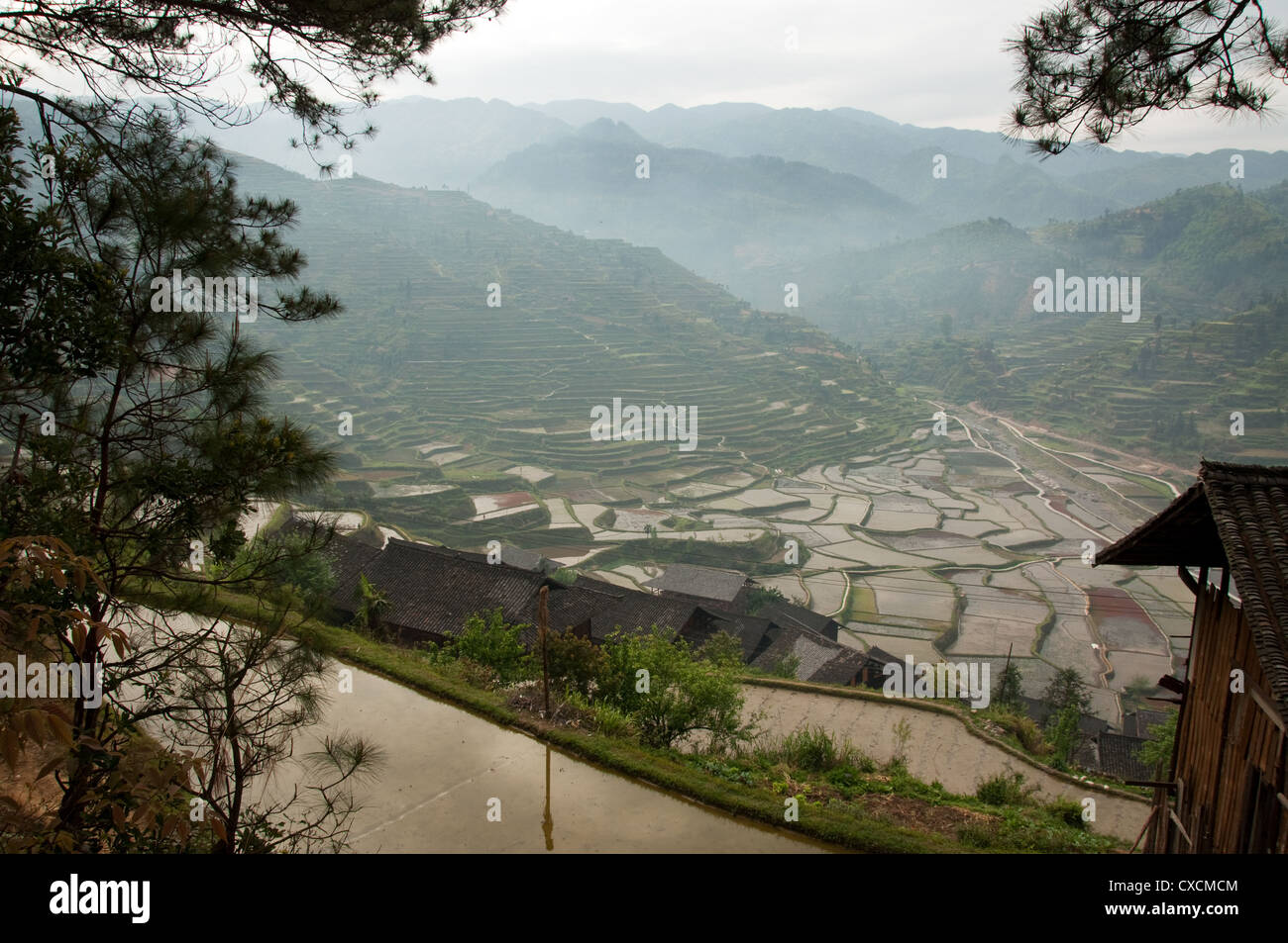Terraced rice fields around Xijiang Miao village Stock Photo - Alamy