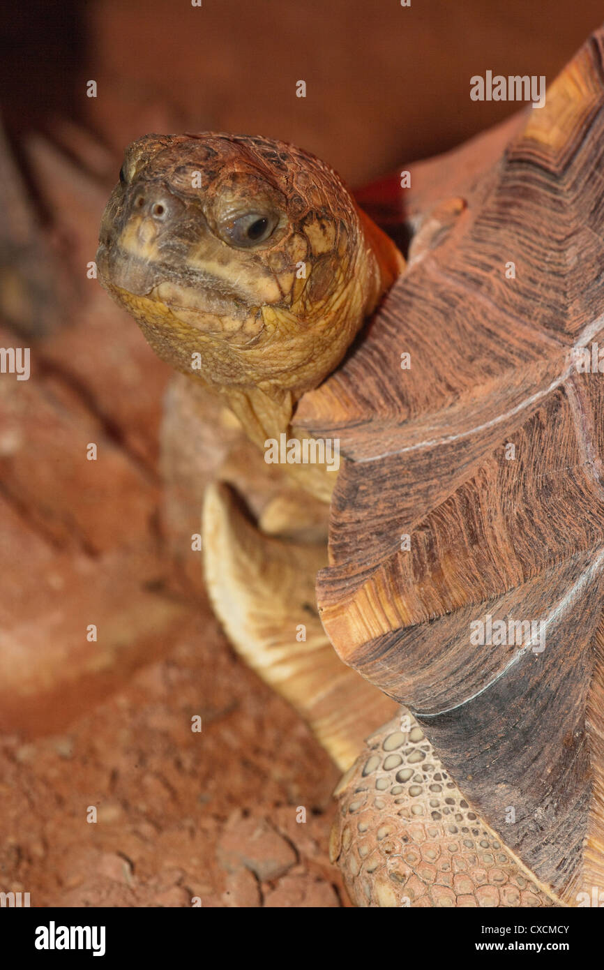 Ploughshare Tortoise Astrochelys yniphora. Side view showing upturned ...