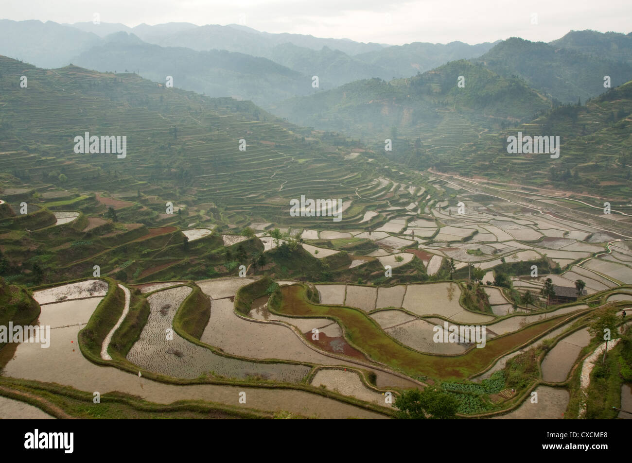 Terraced rice fields around Xijiang Miao village Stock Photo - Alamy