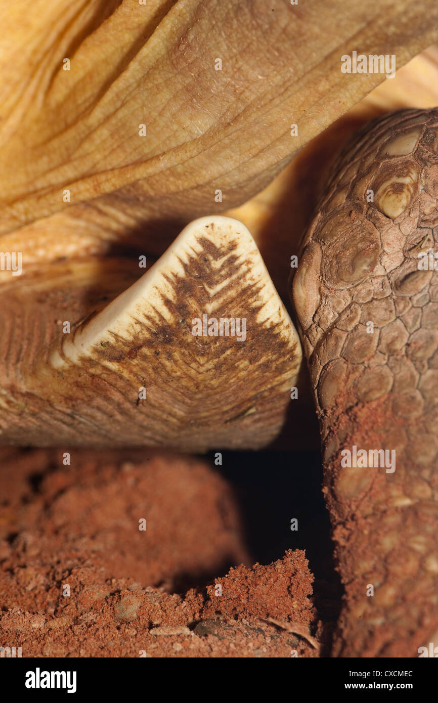 Upturned tortoise hi-res stock photography and images - Alamy