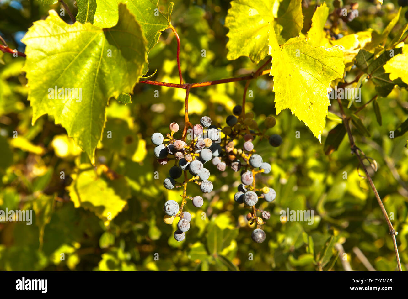 Desert wild grape hi-res stock photography and images - Alamy