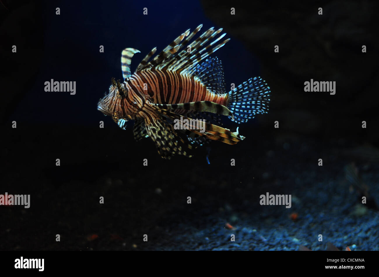 adas-lion fish in Manly sealife sanctuary Australia Stock Photo - Alamy