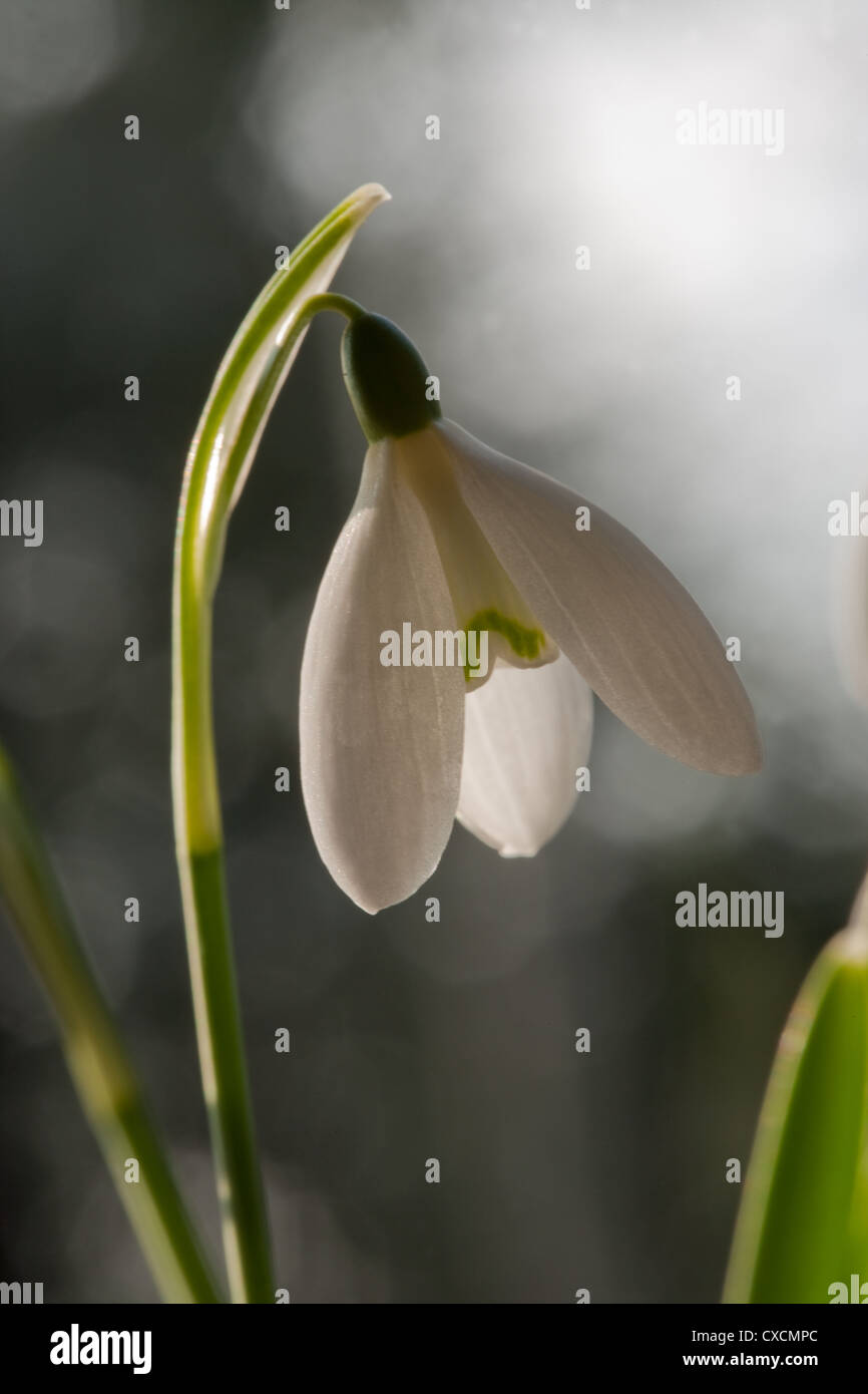 Close up single snowdrop hi-res stock photography and images - Alamy