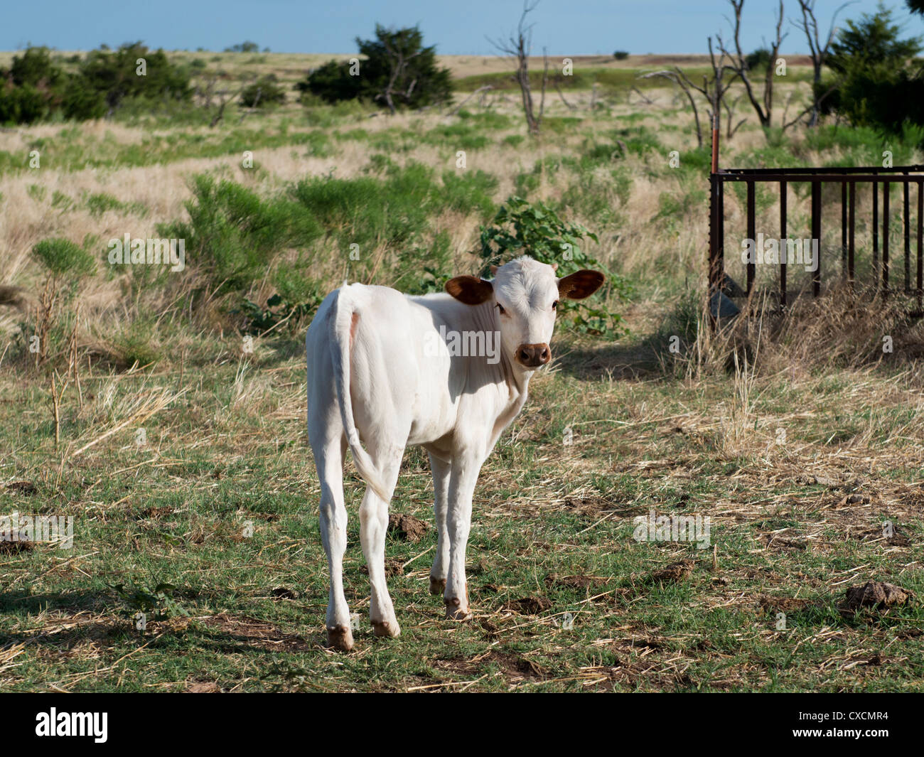 A young, white Texas Longhorn calf, Bos bos, standing in a pasture in ...