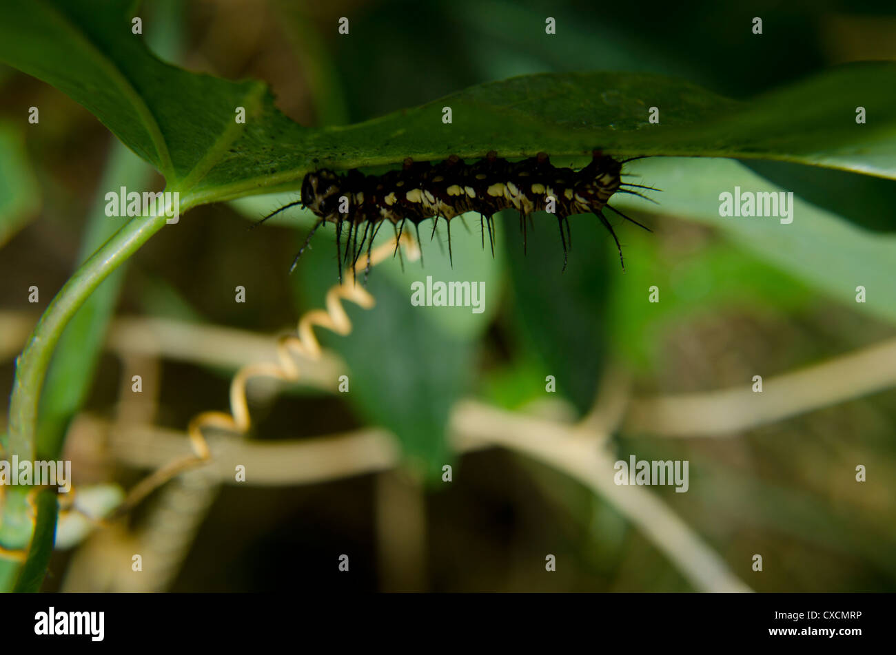 Spiky caterpillar under leaf Stock Photo - Alamy
