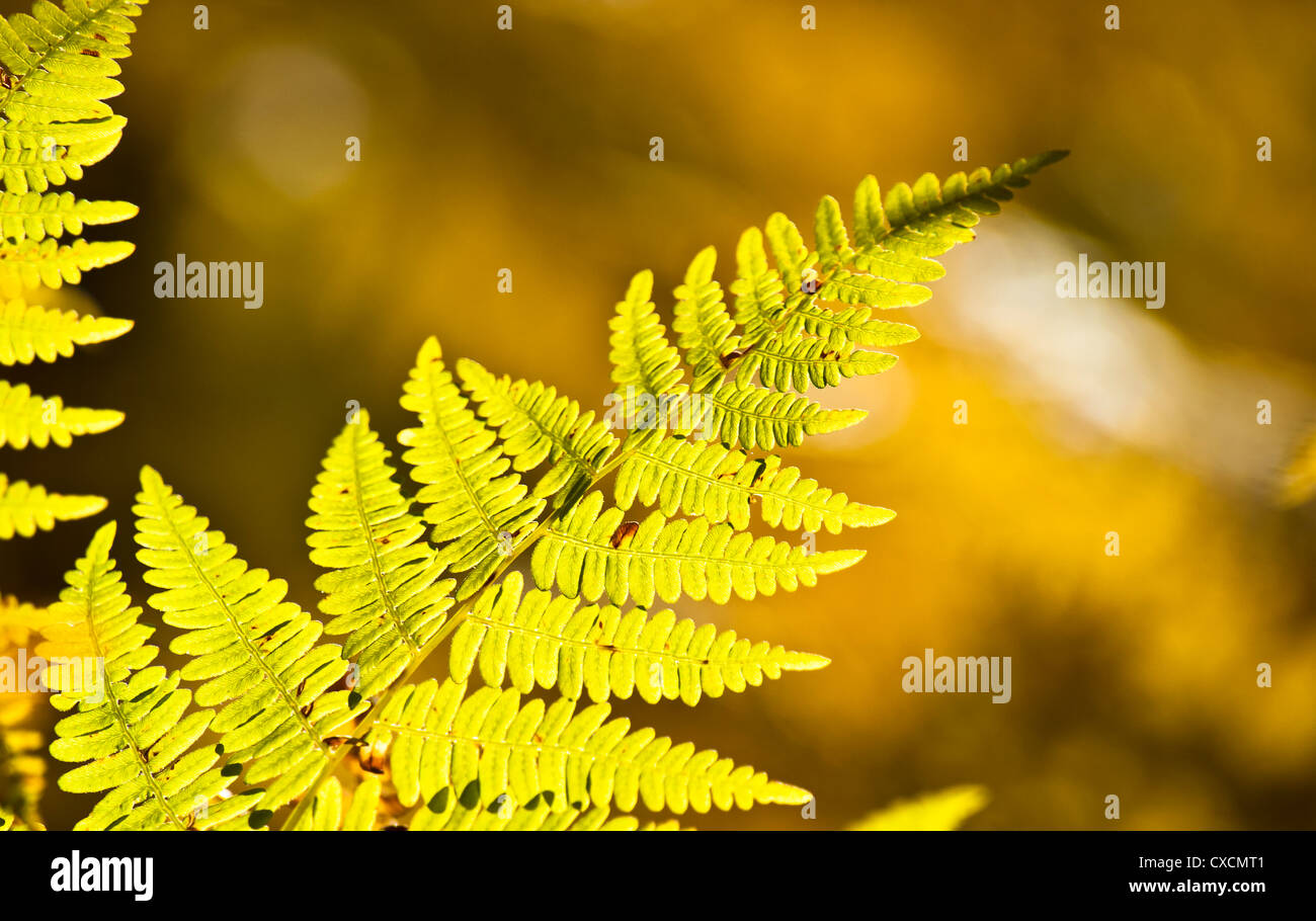 Close up of Lady Fern. Arizona Stock Photo - Alamy