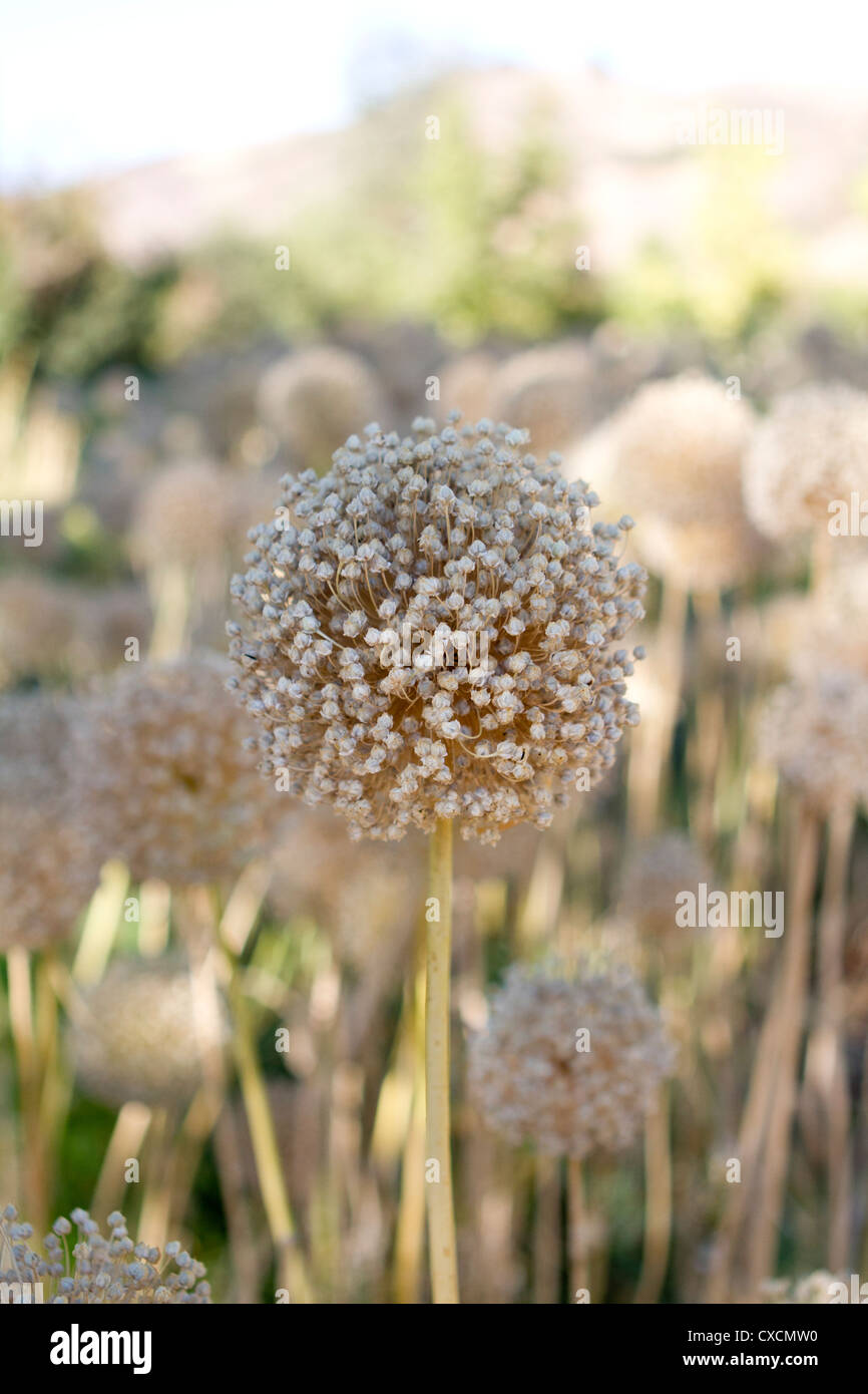 Shallow depth of field garlic hi-res stock photography and images - Alamy