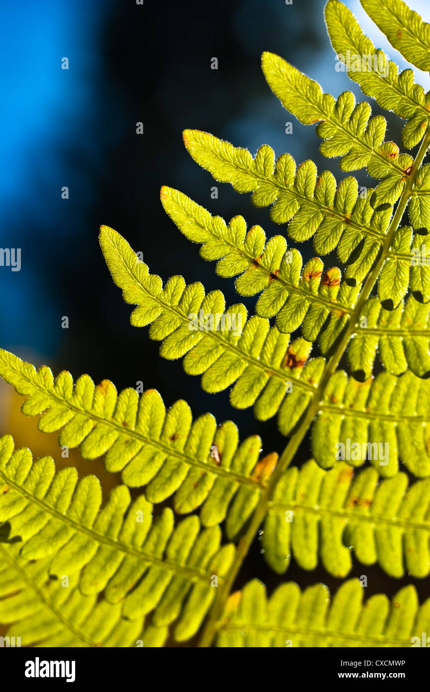 Common fern common lady fern hi-res stock photography and images - Alamy