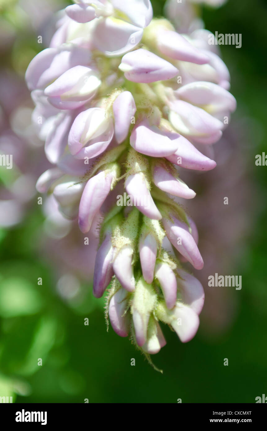 The blossom of the New Mexico Locust tree. Central Arizona. Tonto ...