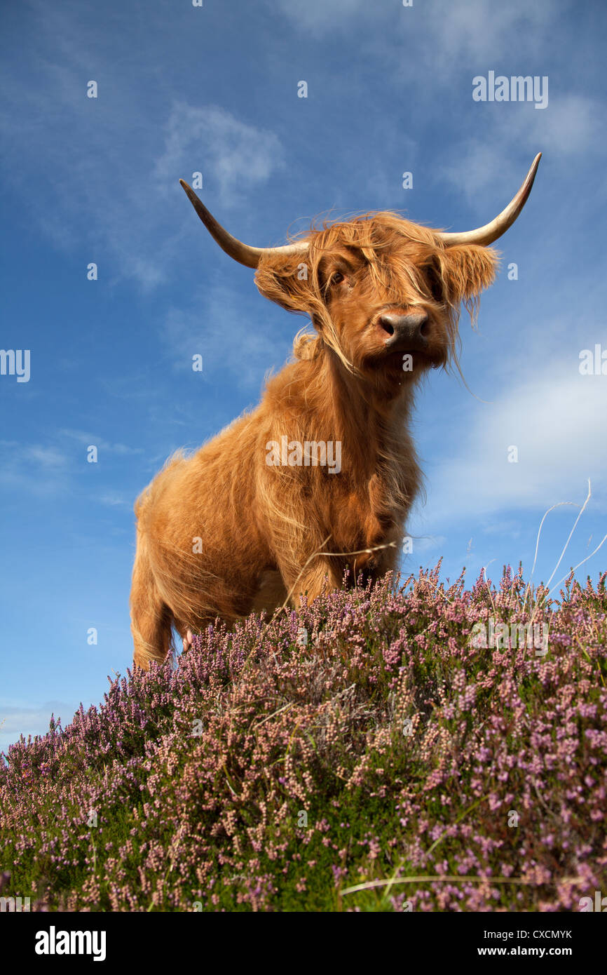 Scotland highland cow heather hi-res stock photography and images - Alamy