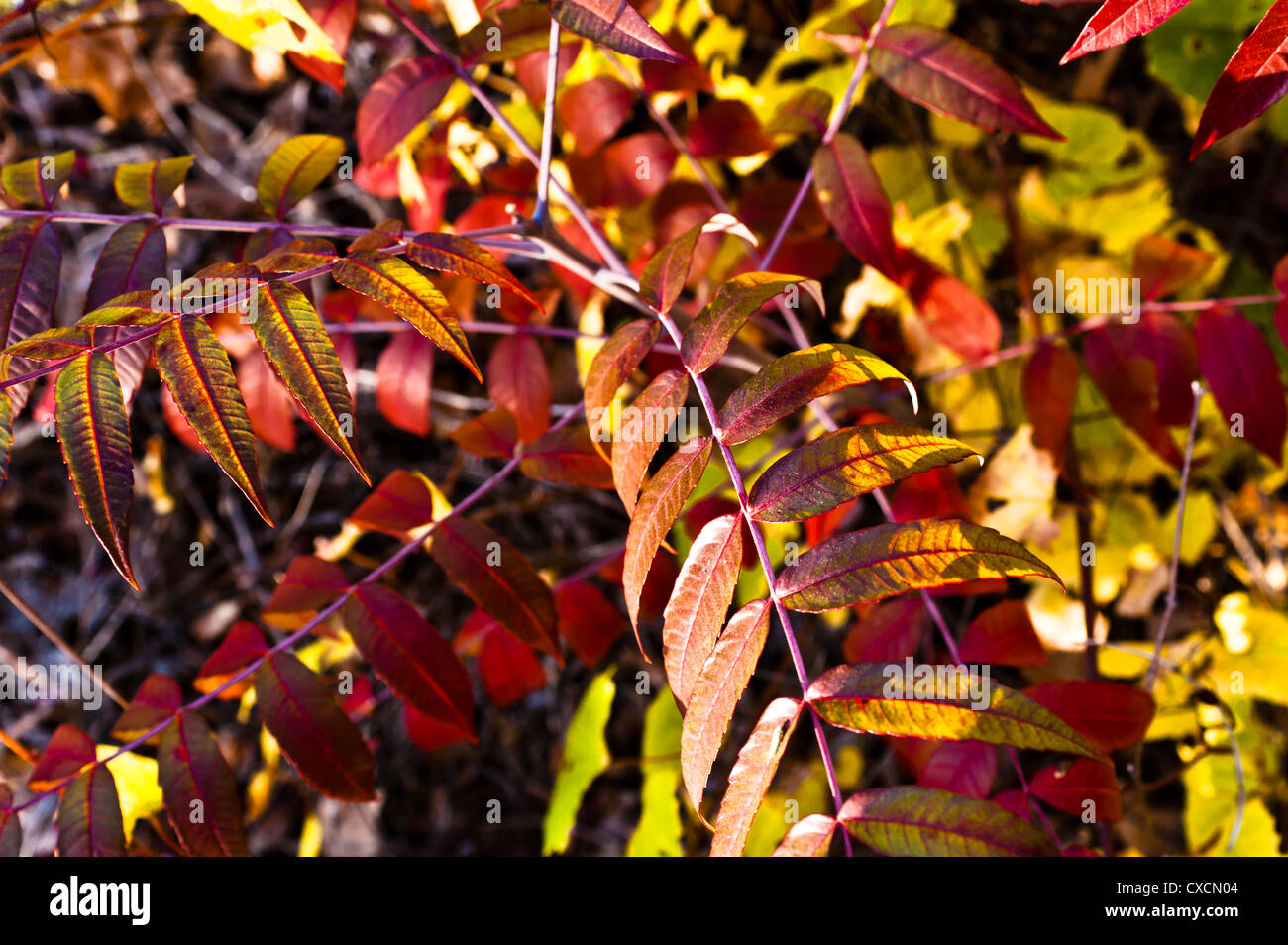 Smooth sumac tree hi-res stock photography and images - Alamy