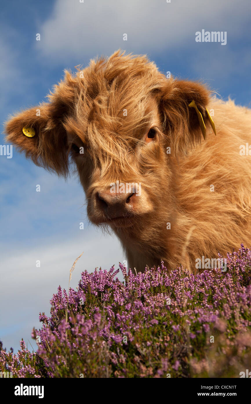 Scotland highland cow heather hi-res stock photography and images - Alamy