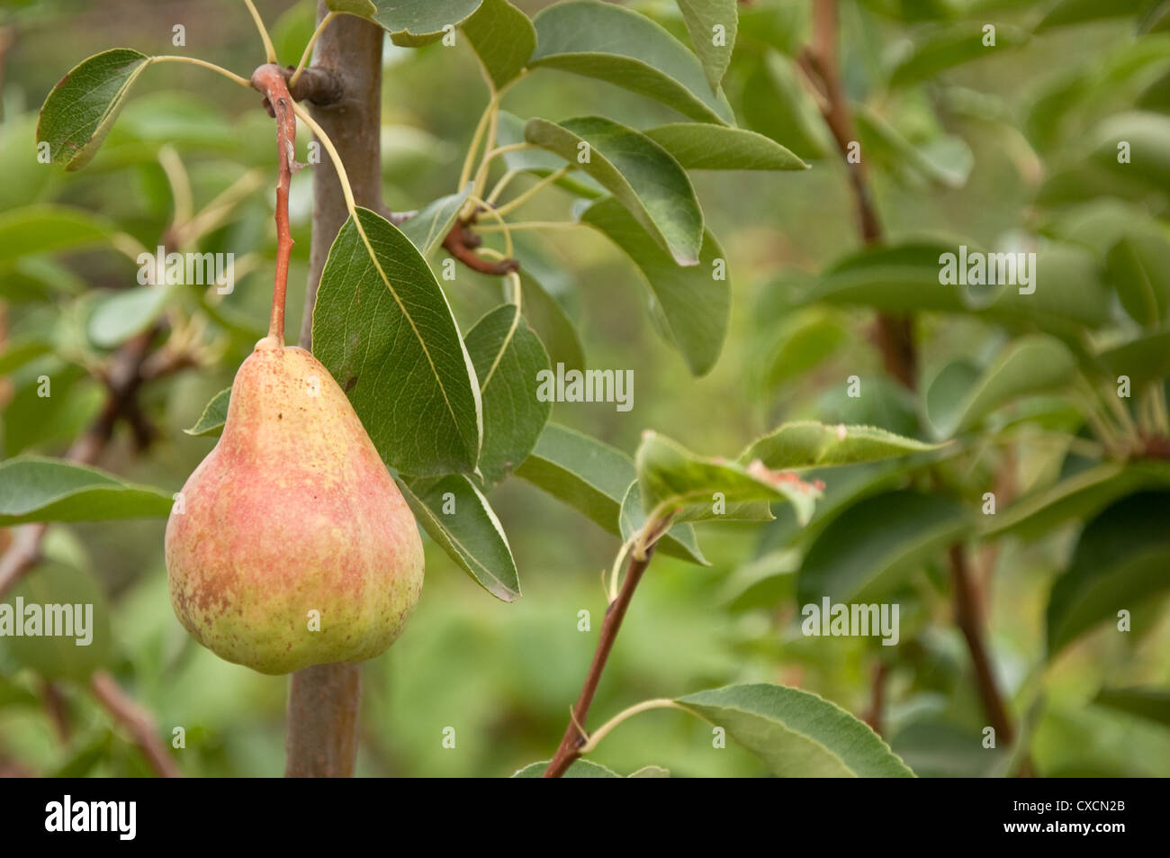 Immature pear hi-res stock photography and images - Alamy