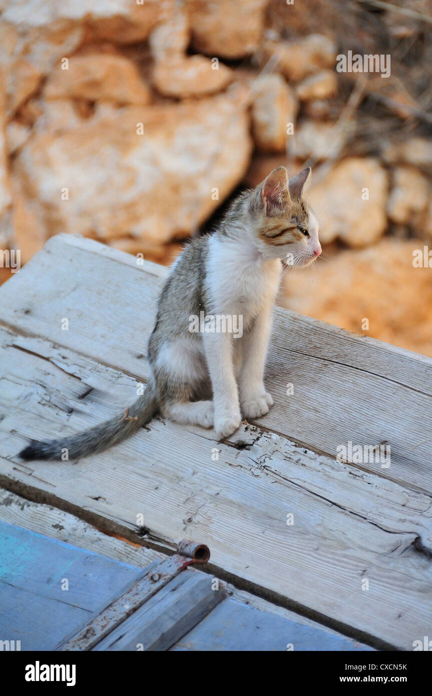Grey and white Greek kitten sitting on piece wood in the village of ...