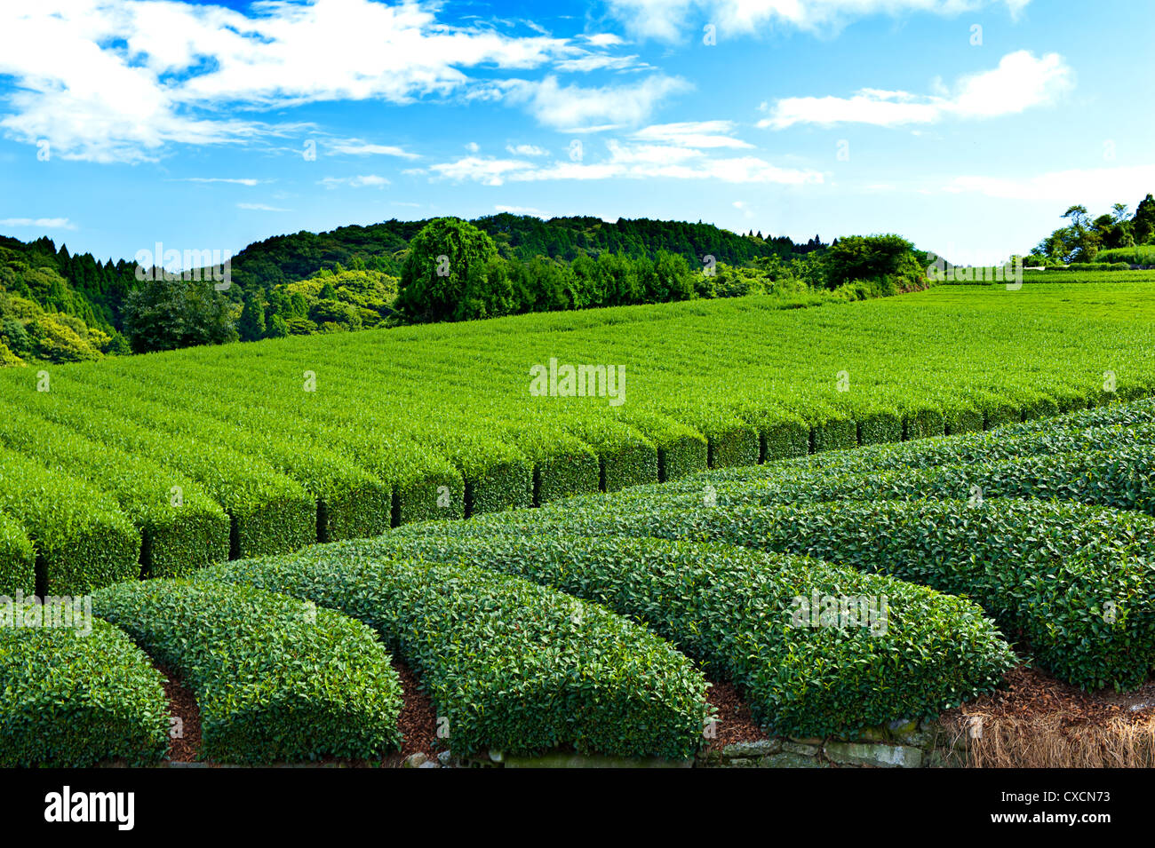 Beautiful fresh green tea plantation at Nihondaira, Shizuoka - Japan ...