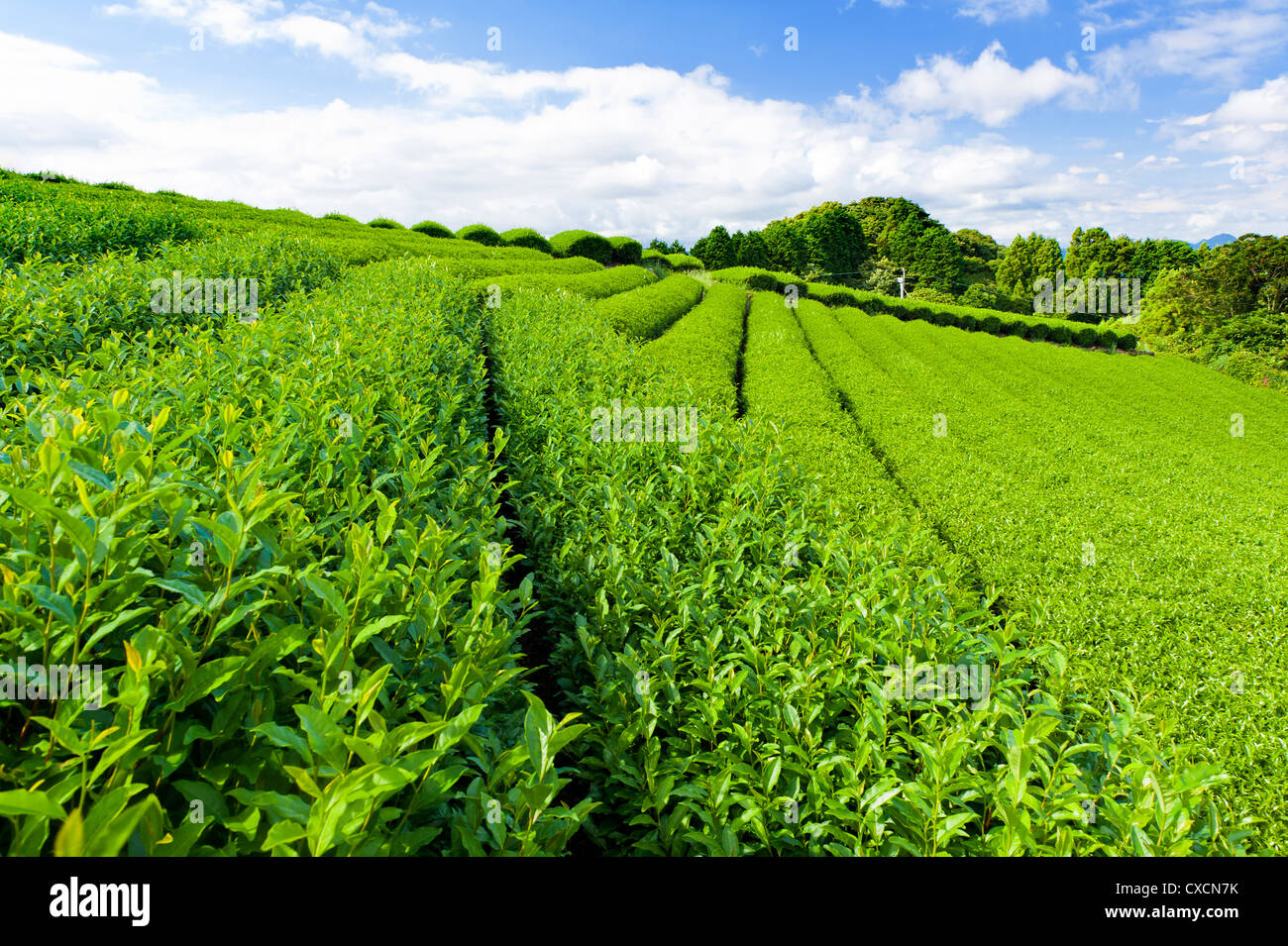 Beautiful fresh green tea plantation at Nihondaira, Shizuoka - Japan ...