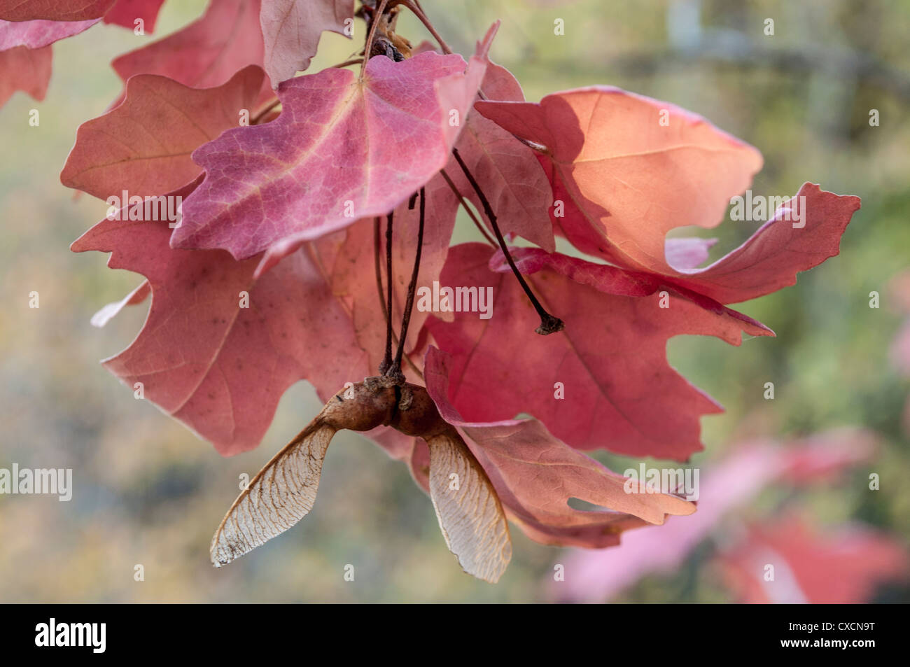 A seed pod hanging from fall leaves Stock Photo - Alamy