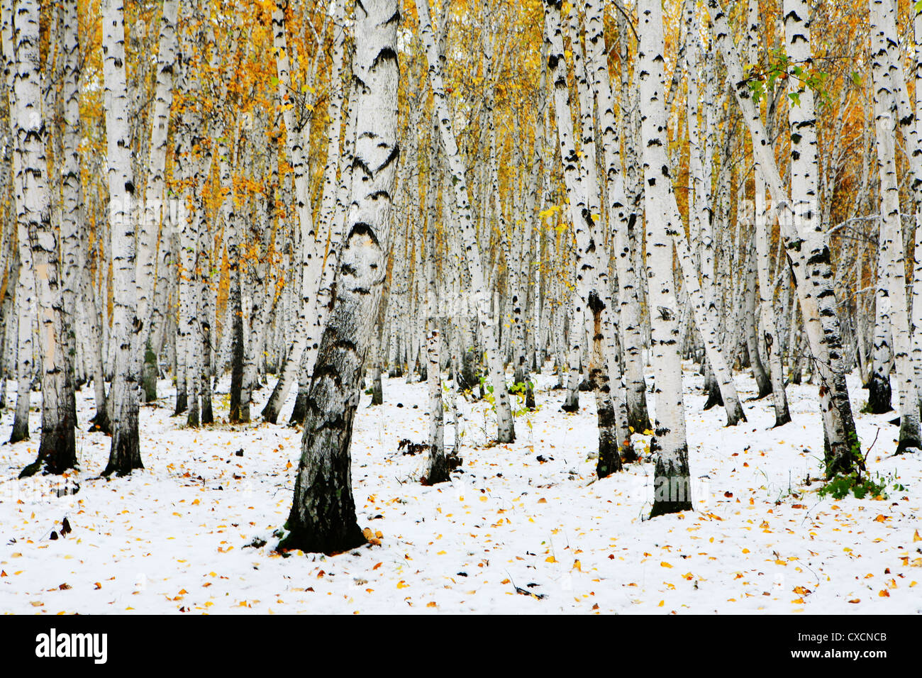 Frozen trees in the winter forest Stock Photo - Alamy
