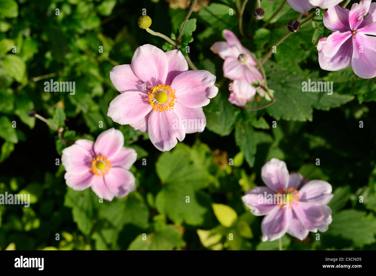 Pink Japanese Anemone flowers Stock Photo - Alamy