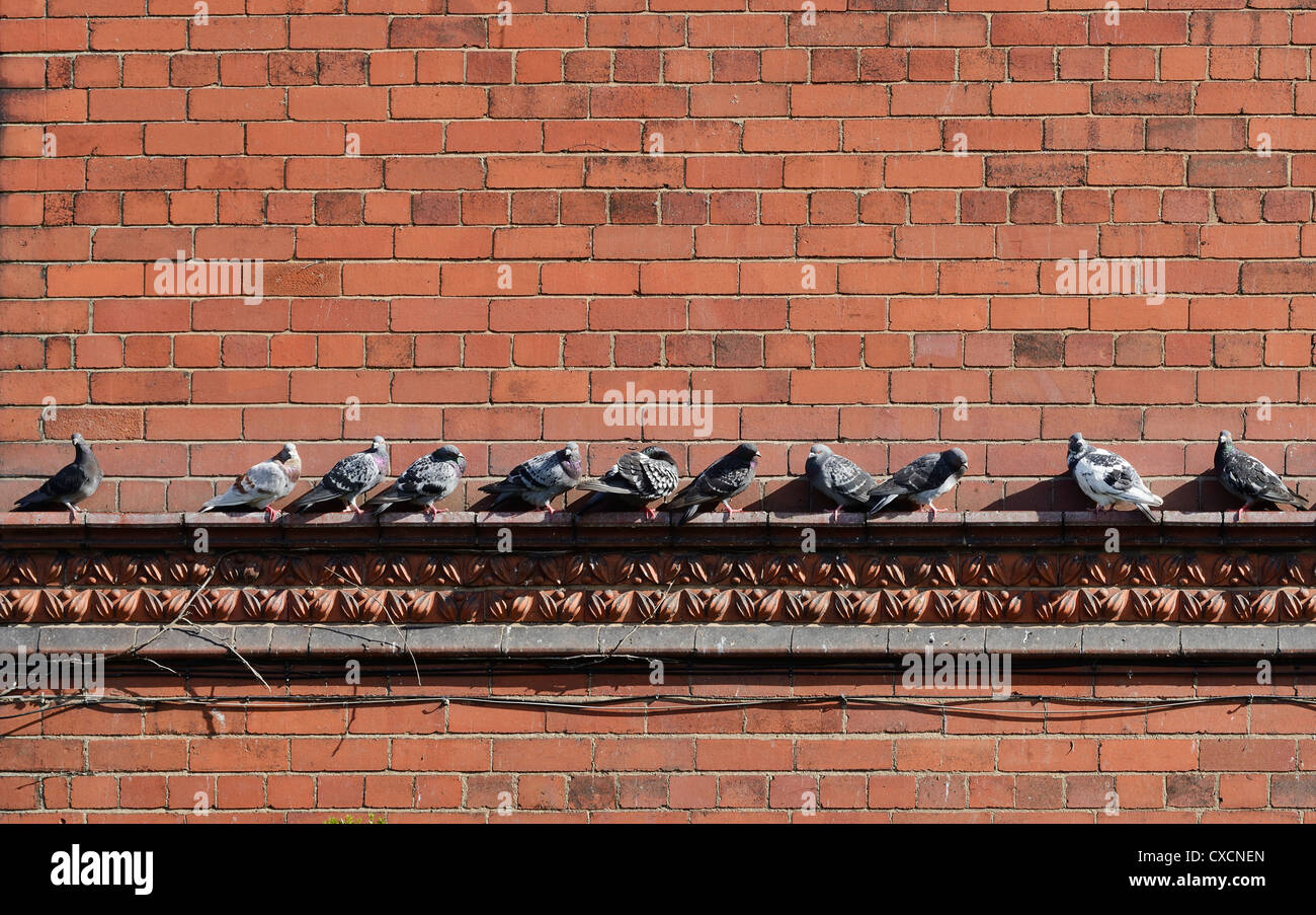 Pigeons on the ledge of a wall Stock Photo - Alamy