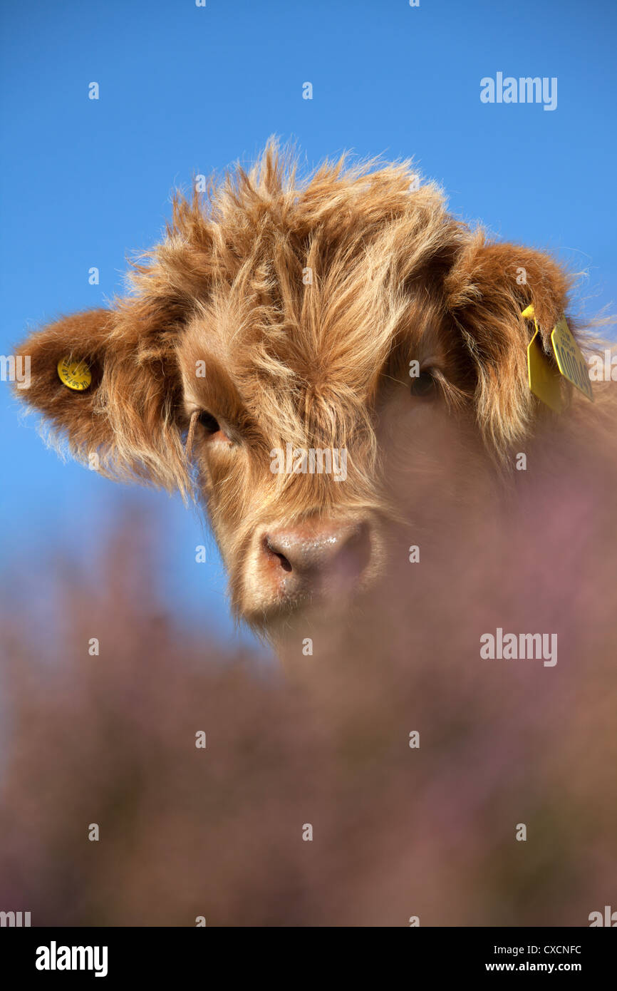 Scotland highland cow heather hi-res stock photography and images - Alamy