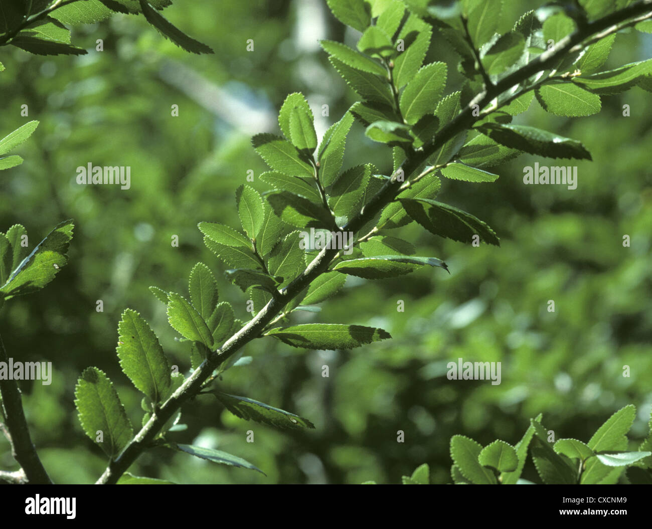 Coigue Nothofagus dombeyi Stock Photo - Alamy