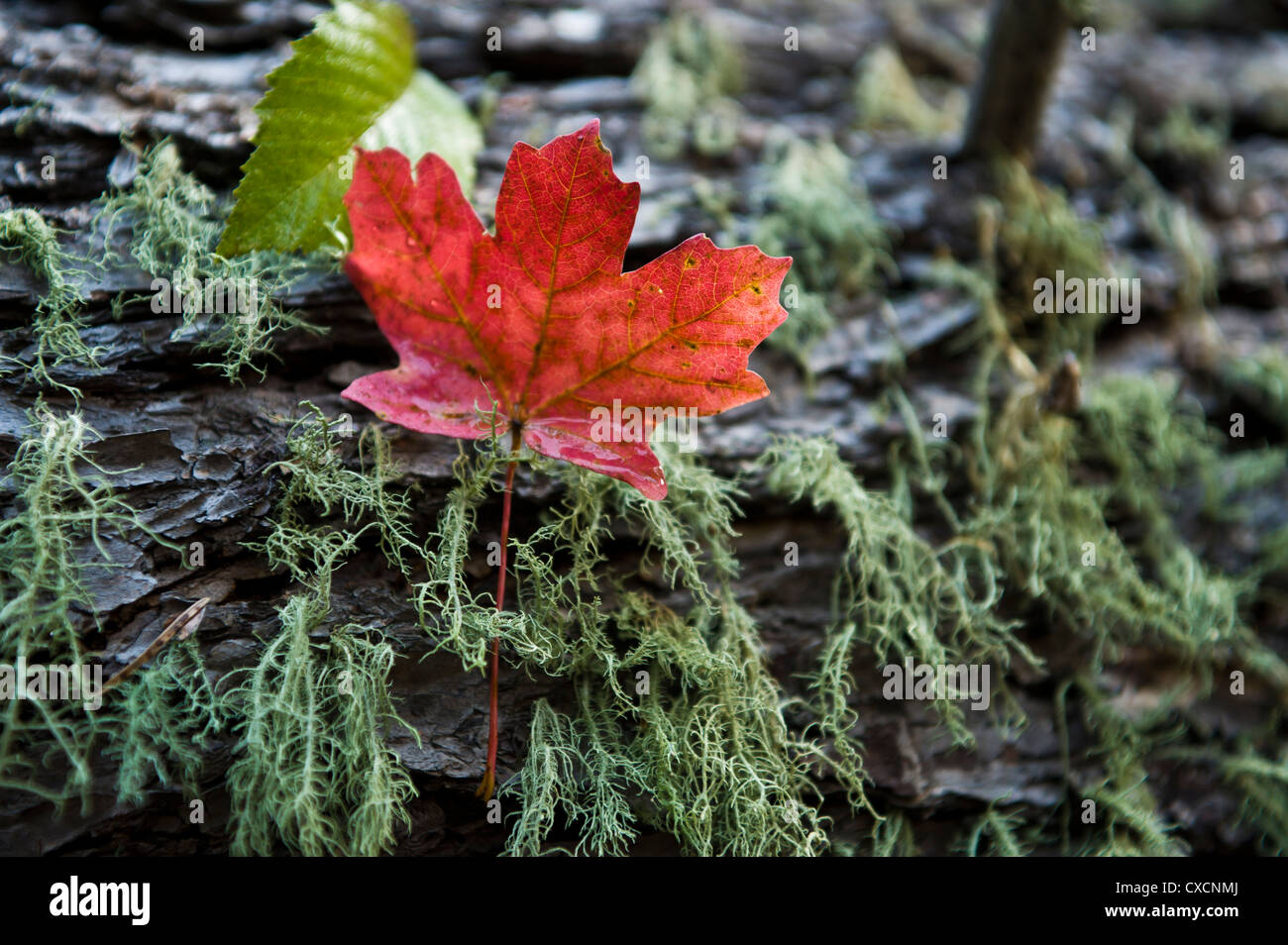 Spanish Moss on log with a big-tooth maple leaf Stock Photo - Alamy