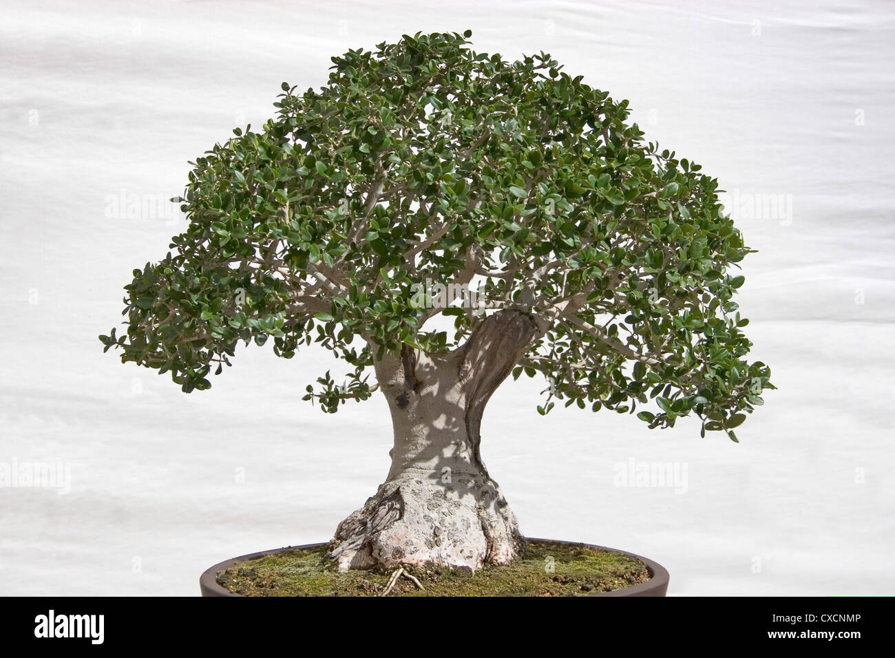 Bonsai wild olive Stock Photo - Alamy