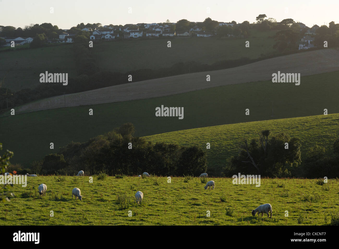 Cornish Fields at Sunset, with sheep Stock Photo - Alamy