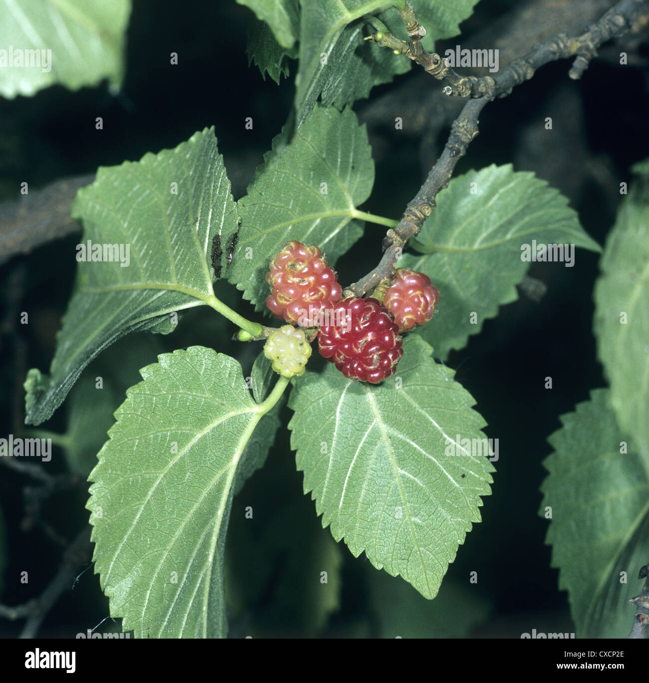 Black Mulberry Morus nigra (Moraceae Stock Photo - Alamy
