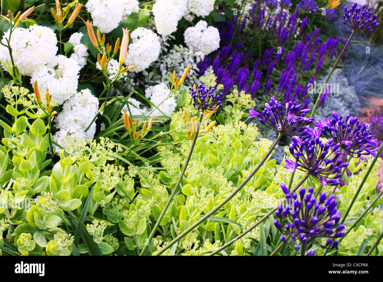 Colorful fresh flowers in garden Stock Photo - Alamy