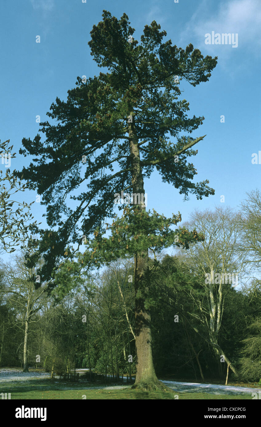 Macedonian Pine Pinus peuce (Pinaceae Stock Photo - Alamy